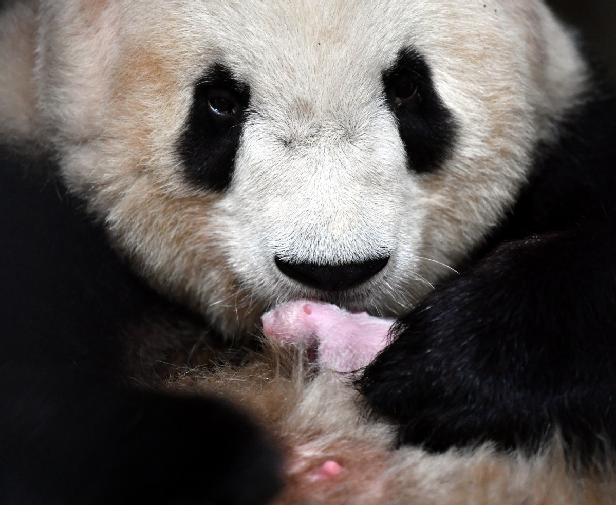 Three panda cubs born within a week at center in Xi'an