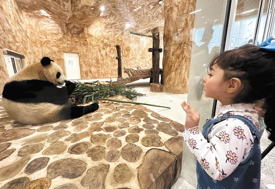 Pandas reach new home in Qatar, to stay for 15 years