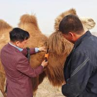 Tracking technology helps boost camel herding in Xinjiang