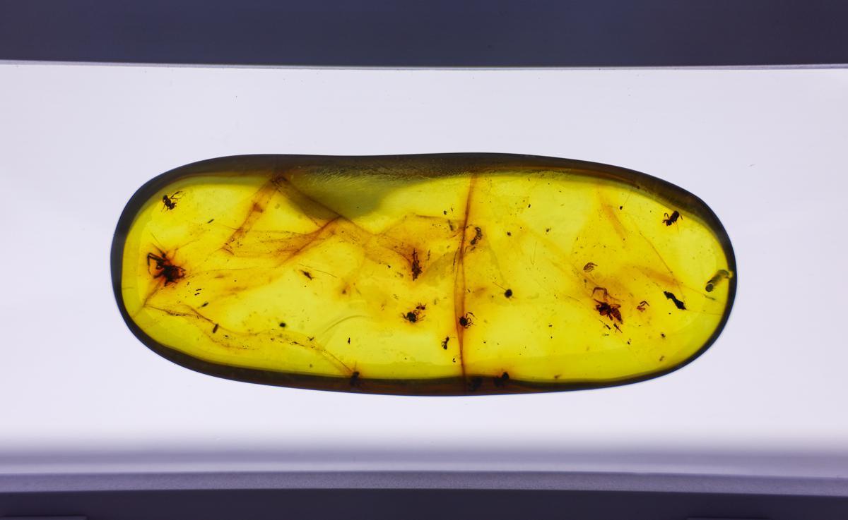 Hebei Museum showcases unique amber exhibit