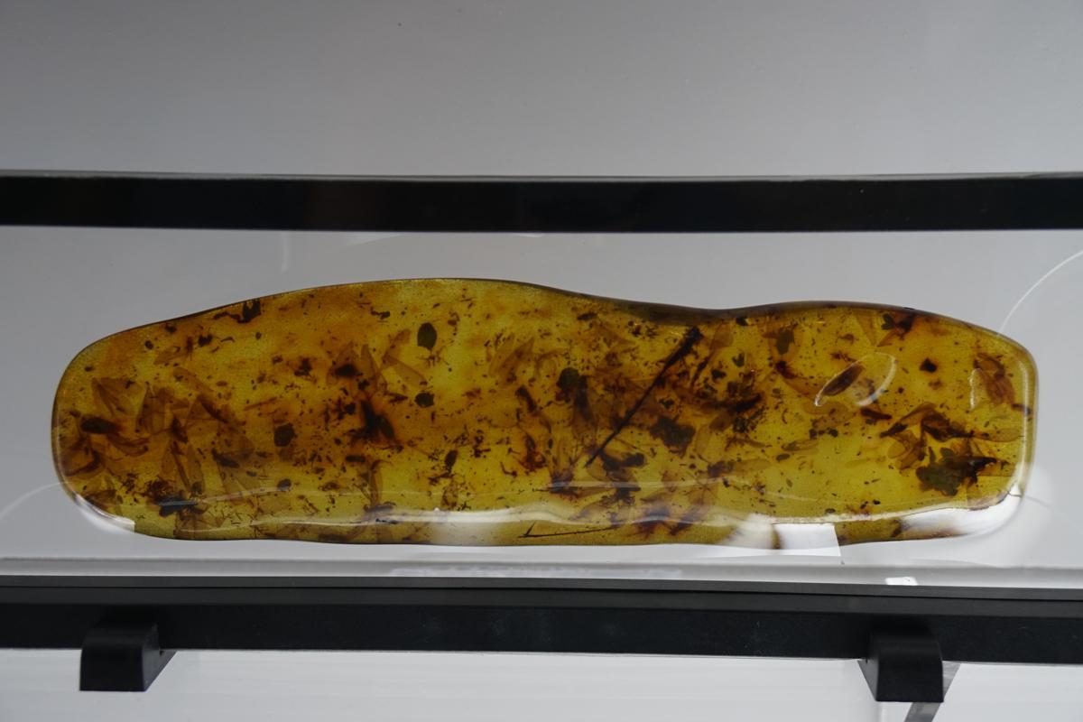 Hebei Museum showcases unique amber exhibit