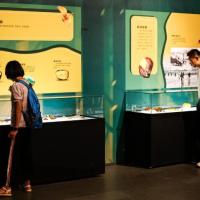 Hebei Museum showcases unique amber exhibit