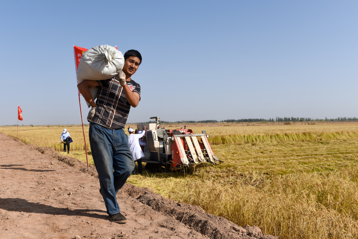 Rice resistant to saline-alkaline land achieves record yield in Xinjiang