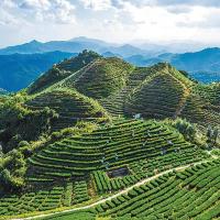 Satellites supervise Fujian tea production